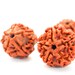 Sacred Five Faced Rudraksha Beads Macro Images Tears of Shiva, a ...