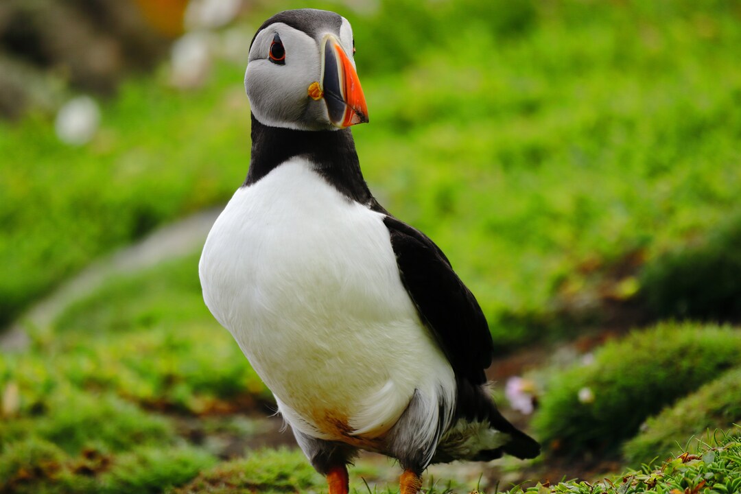 Striking Coloured Males Common Atlantic Puffin Clowns of the Sea ...