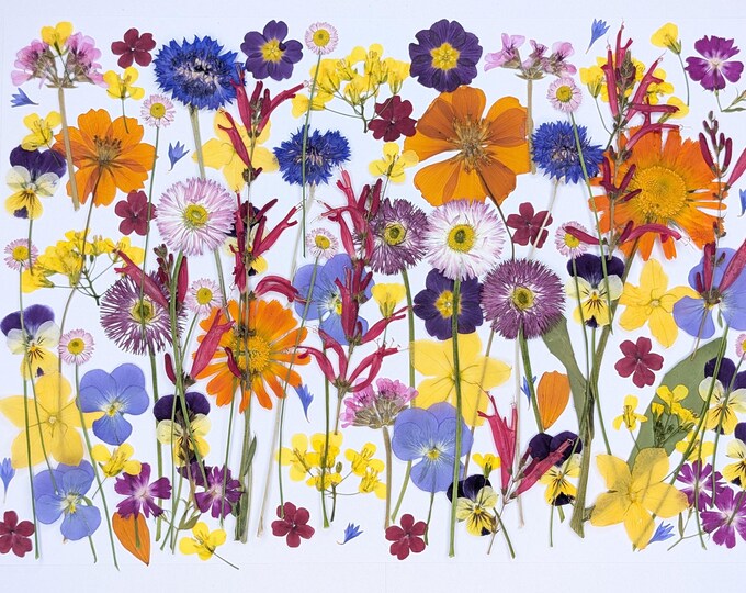 85+ Pc Edible Pressed Flowers, Bright Vibrant Chem Free Food Safe ...