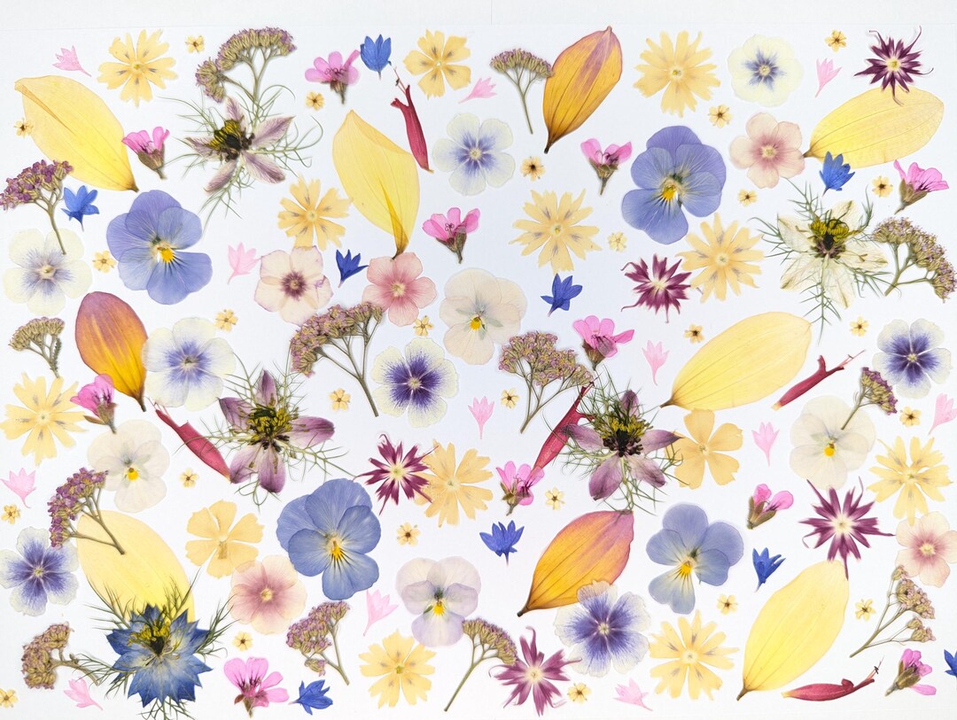 120 Edible Pressed Flowers, Pastel Cupcake Blend, Organic Foodsafe Chem ...