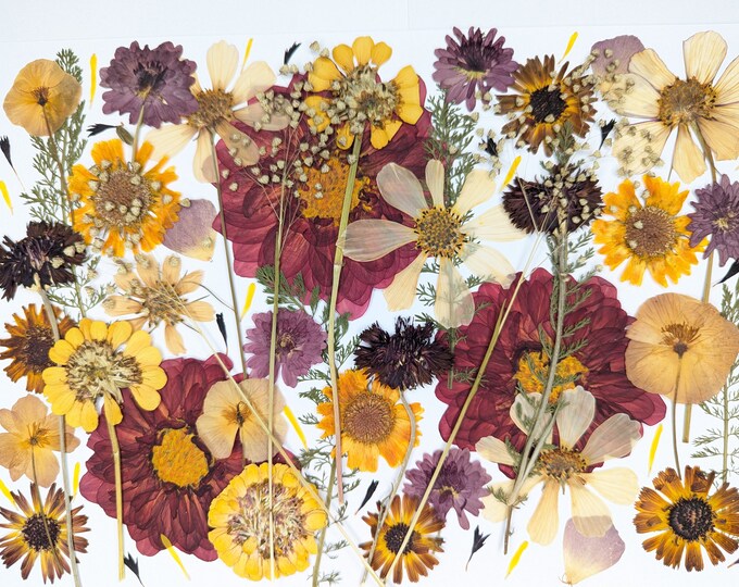 Edible Pressed Flowers Dahlia Autumn Blend Vintage Edible Flowers ...