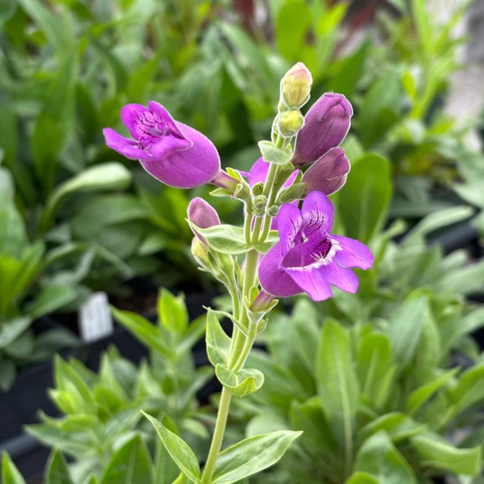 Prairie Beardtongue (penstemon Cobaea) - Live Plant 4" Pot - Etsy