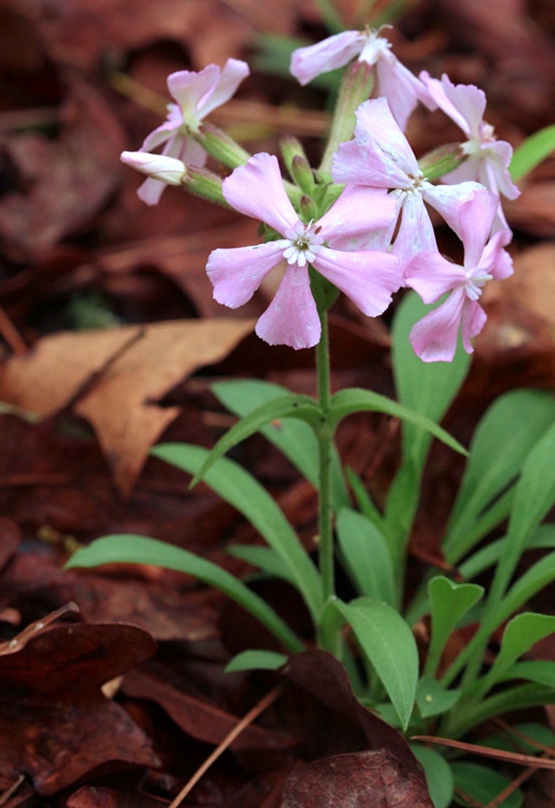 Wild Pink silene Caroliniana Live Plant 4.5 Pot - Etsy