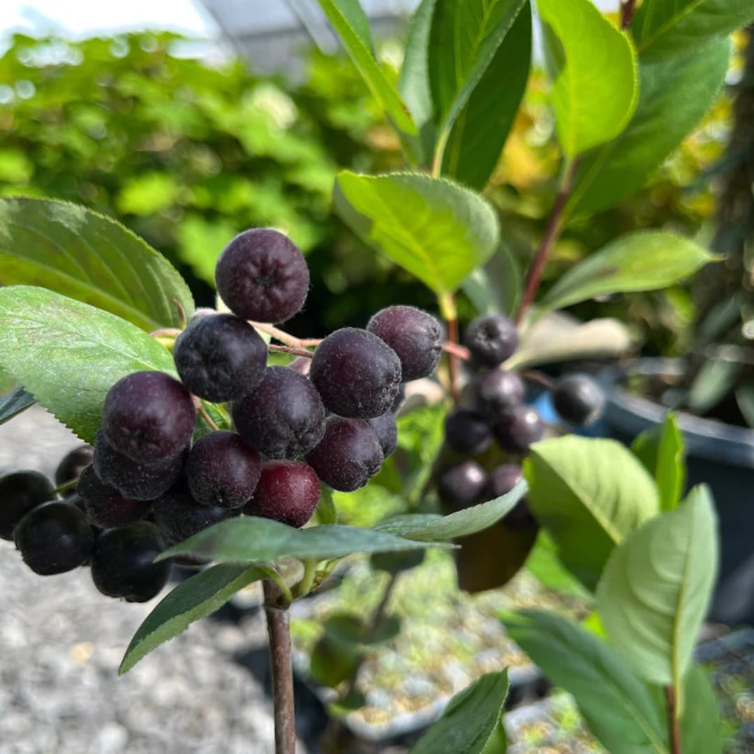 Black Chokeberry (aronia Melanocarpa) - Live Plant 4" Pot - Etsy