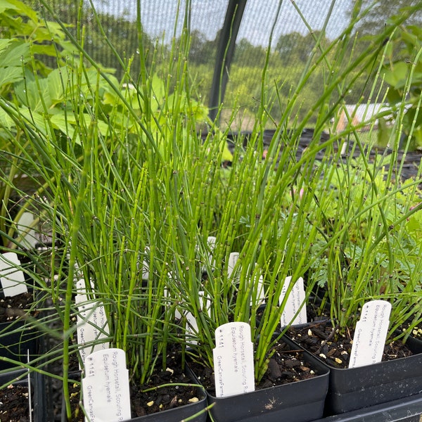 Horsetail Reed - Etsy