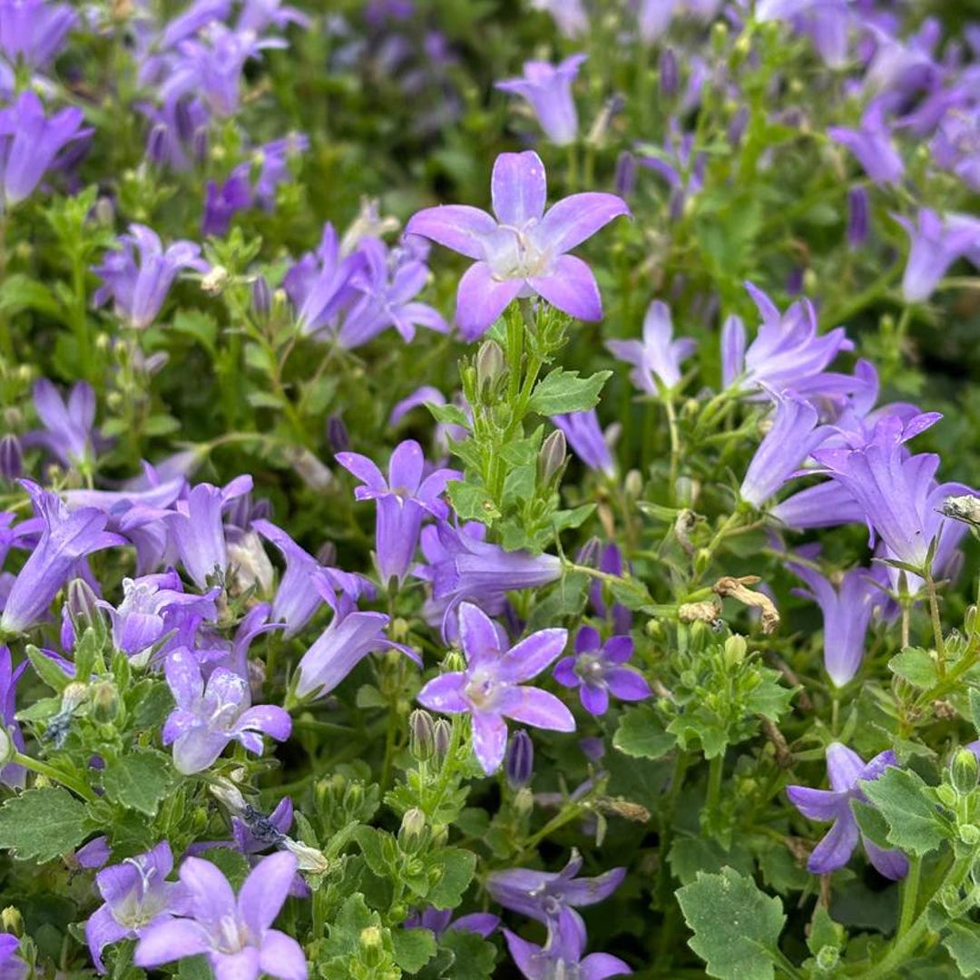 Wall Bellflower, Dalmatian Bellflower (campanula Portenschlagiana ...