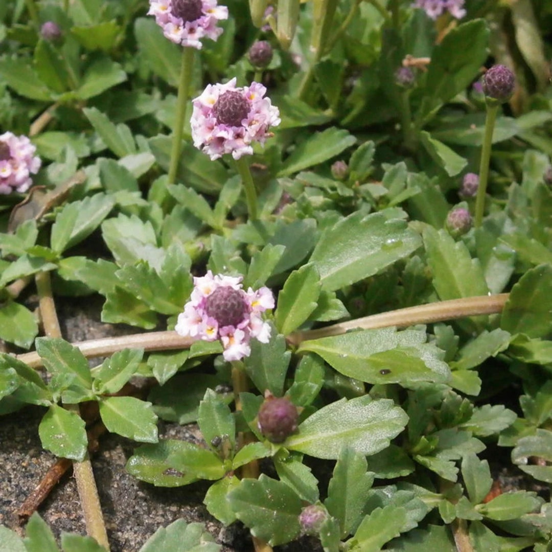 Frogfruit, Turkey Tangle (phyla Nodiflora) - Live Plant 3.5" Pot - Etsy