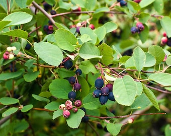 1 Saskatoon Serviceberry Plant Amelanchier Alnifolia, Edible . Zones 4 ...