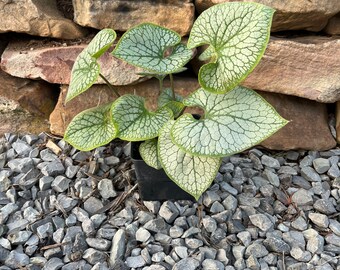 Jack Frost Brunnera Seeds - Etsy