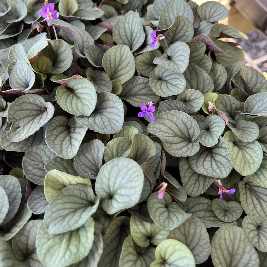 Walter's Violet 'silver Gem' viola Walteri Live Plant 3.5 Pot - Etsy