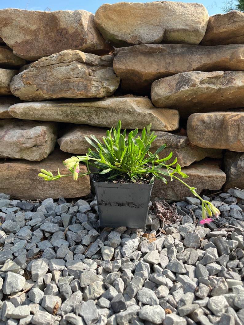 Wild Pink silene Caroliniana Live Plant 4.5 Pot - Etsy