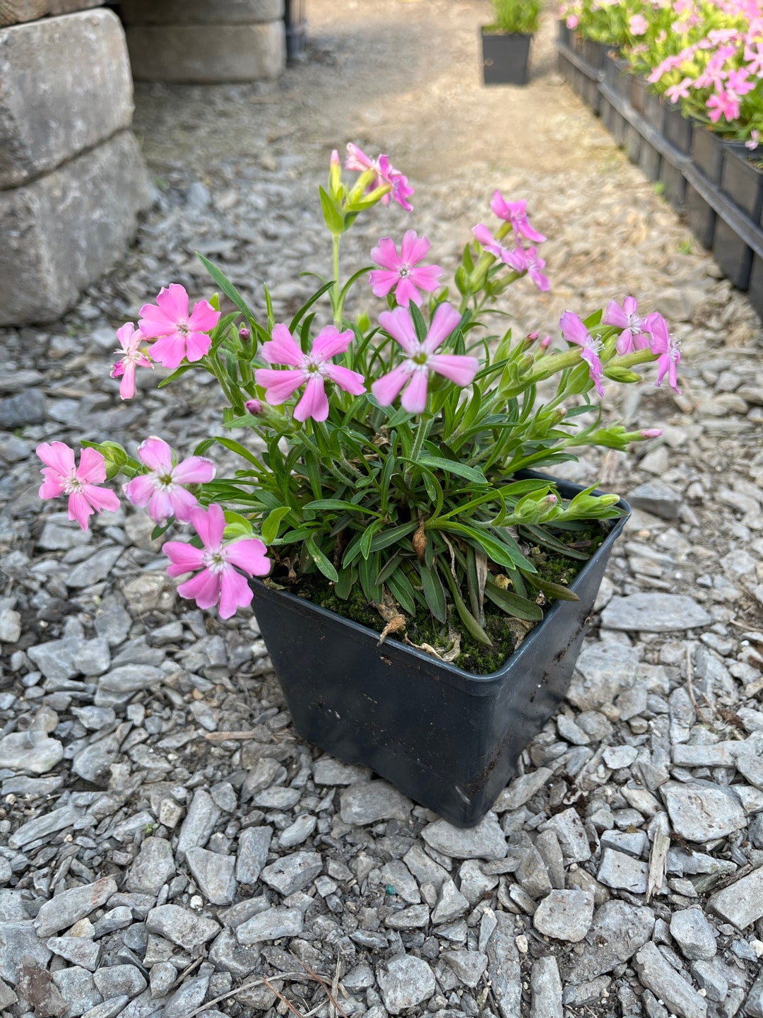 Wild Pink silene Caroliniana Live Plant 3.5 Pot - Etsy