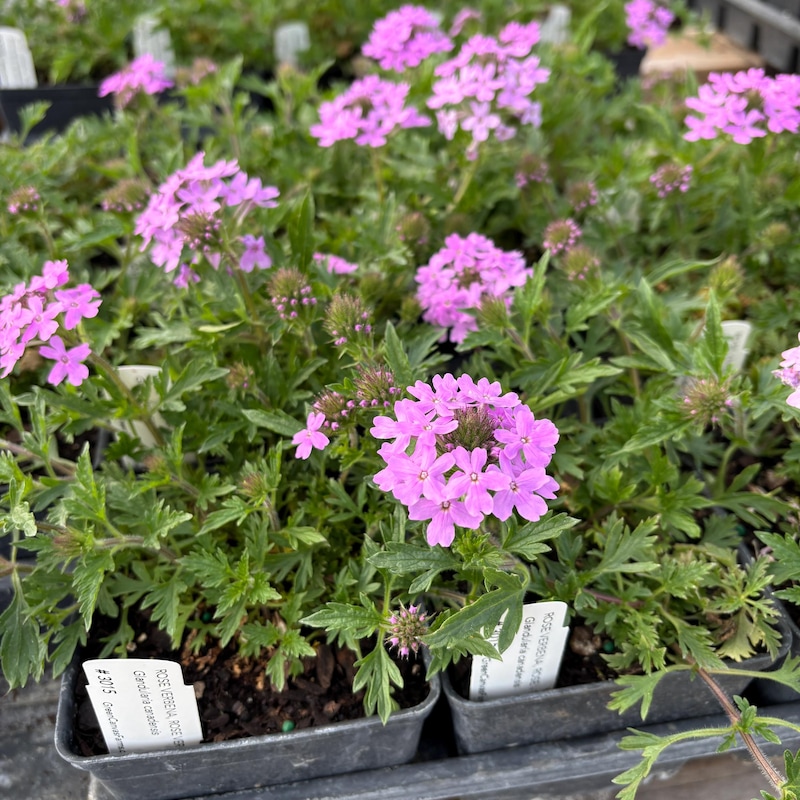 Verbena Seeds - Etsy