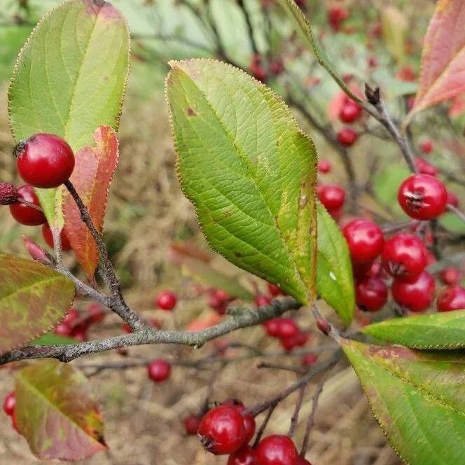 Red Chokeberry (aronia Arbutifolia) - Live Plant 4" Pot - Etsy