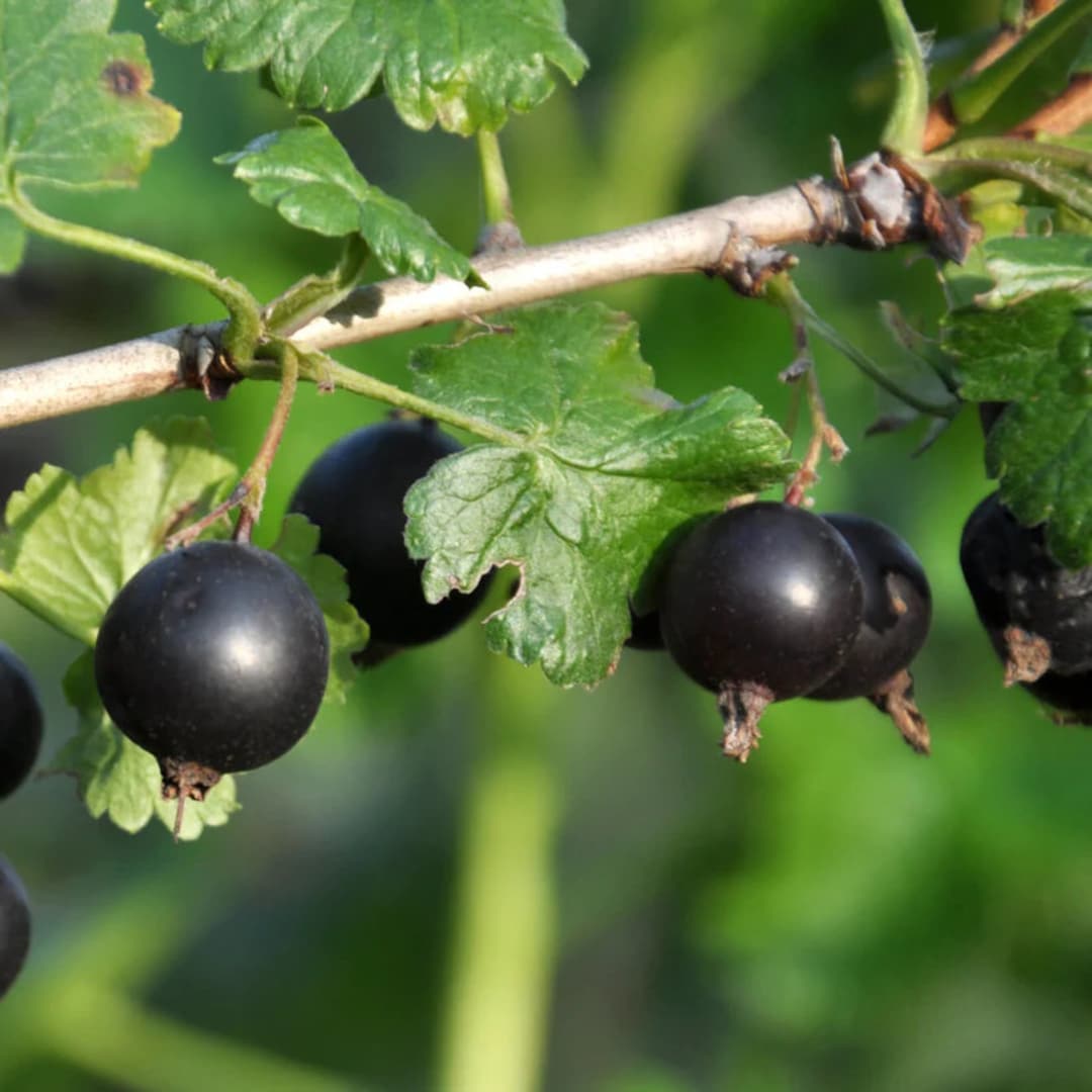 Gooseberry 'black Velvet' - Ribes Uva-crispa - Live Plant in 4 Inch Pot ...