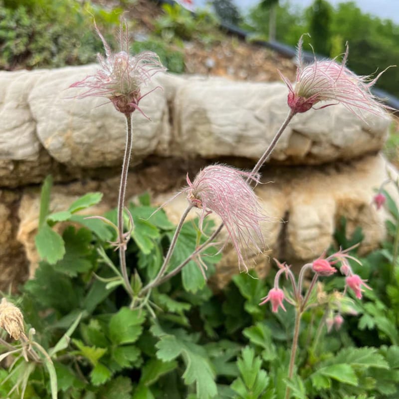 Prairie Smoke Flower - Etsy