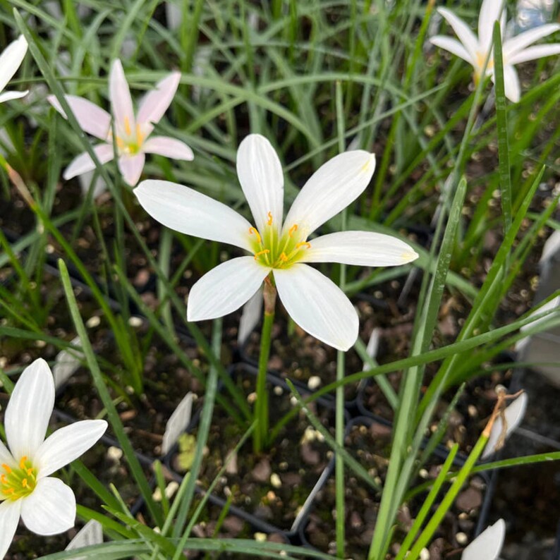 White Rain Lily zephyranthes Candida Live Plant 4 Pot - Etsy