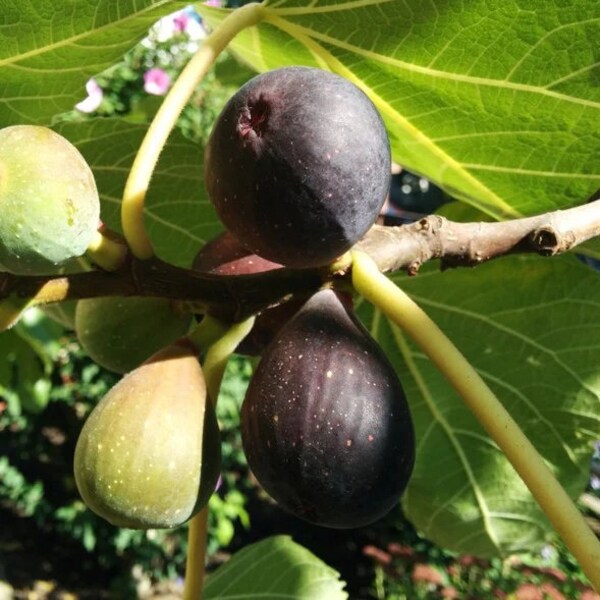 Smith Fig Tree - Etsy