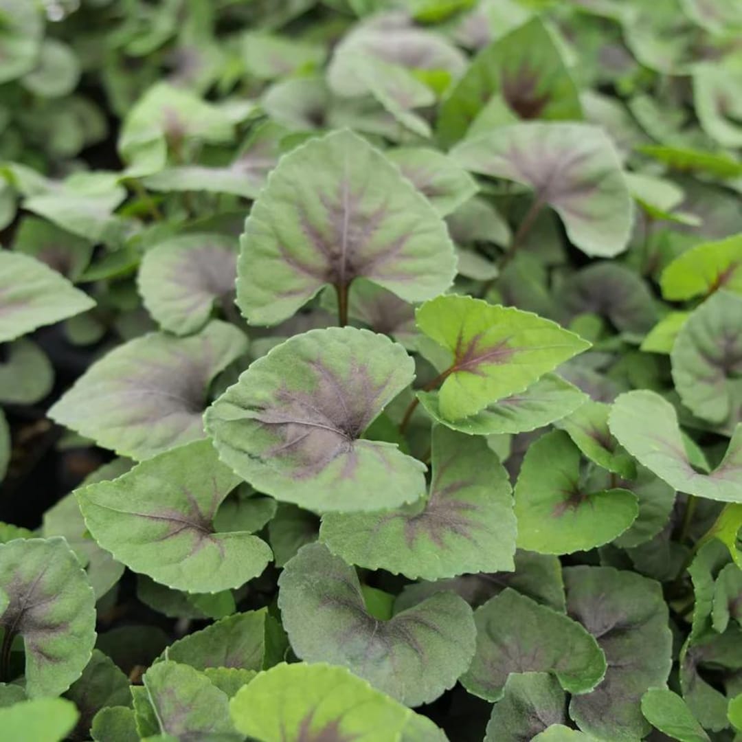 Heartthrob Violet (viola) - Live Plant 3.5" Pot - Etsy