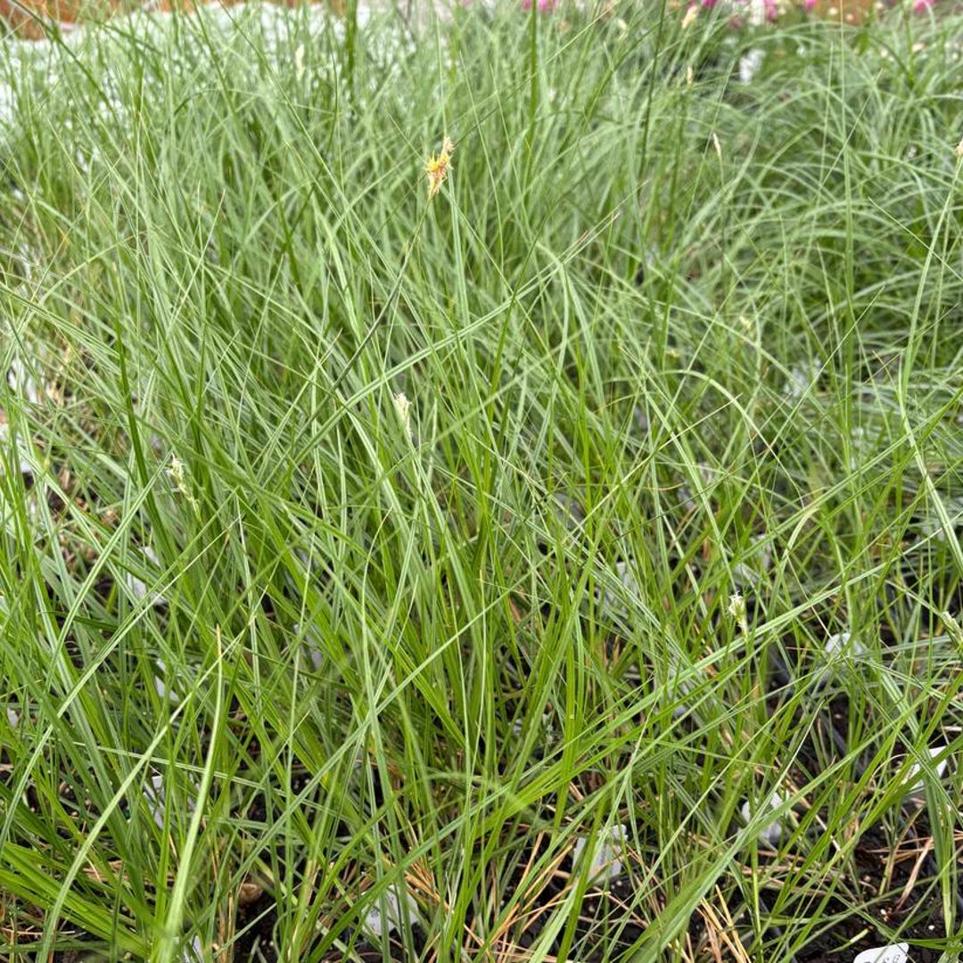 Bicknell's Sedge, Copper-shouldered Oval Sedge (carex Bicknellii ...