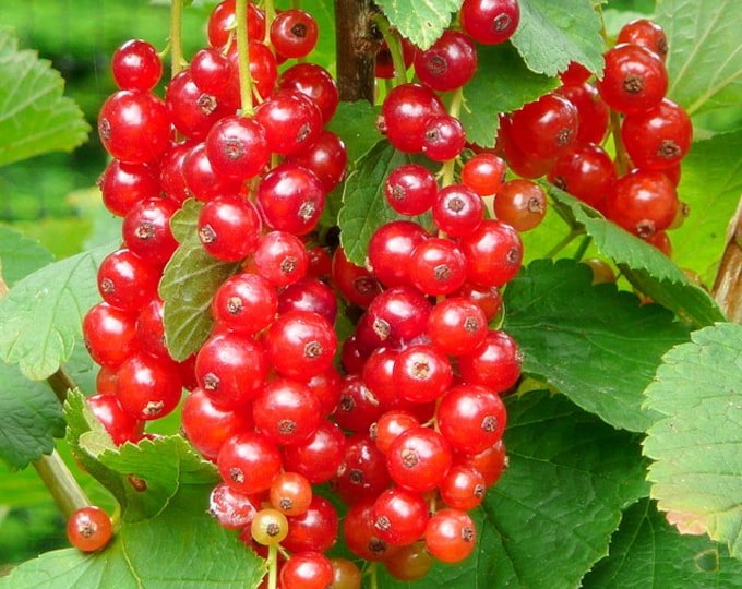Red Currant 'jonkheer Van Tets' (ribes Rubrum) - Live Plant - 4” Pot - Etsy