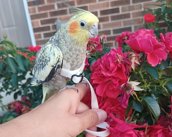 Handmade Cockatoo Parrot Bird Clothes With Diaper Kimono-cockatoo - Etsy