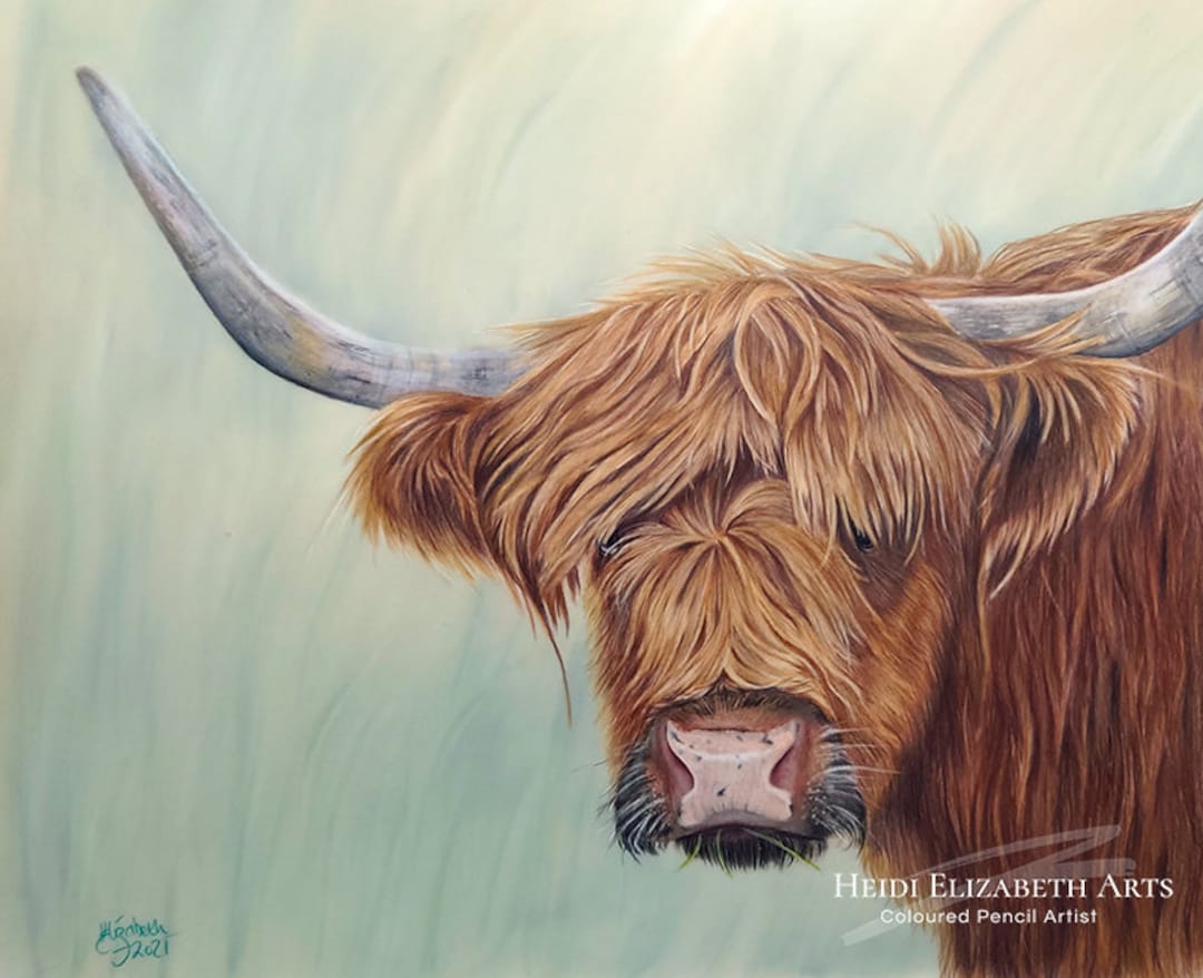 Highland Cow Colour Pencil Drawing A4 Print - Etsy UK