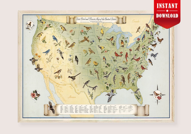 Bird Map of North America Download - Birds Wall Map, Vintage Map of ...