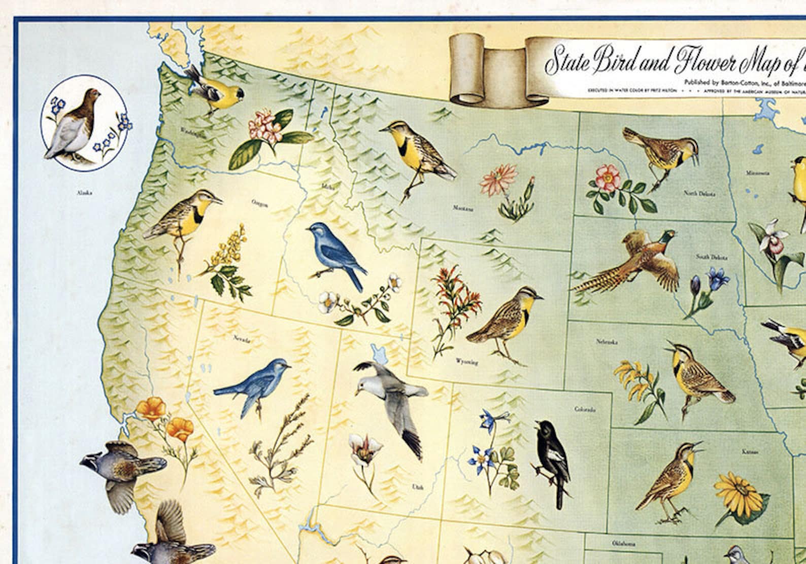 Bird Map of North America Download - Birds Wall Map, Vintage Map of ...
