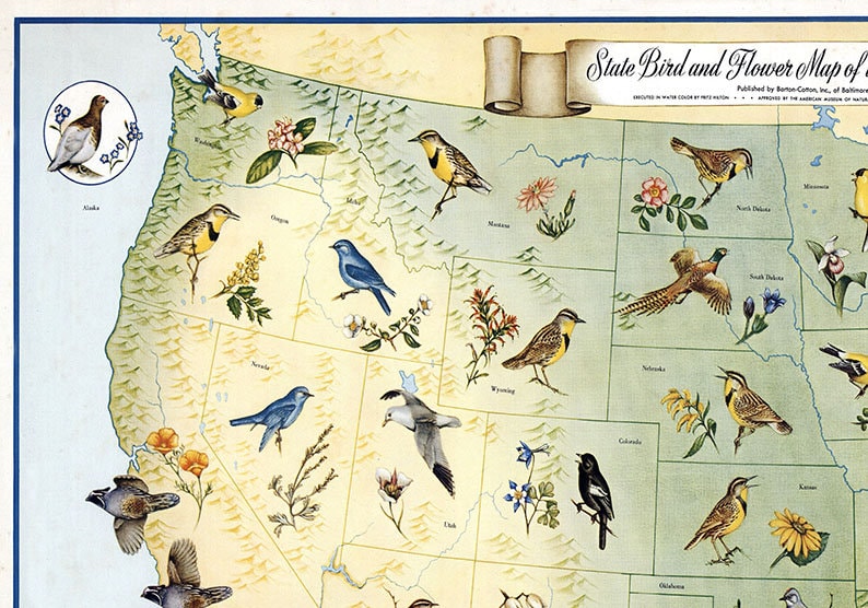 Bird Map of North America Download - Birds Wall Map, Vintage Map of ...