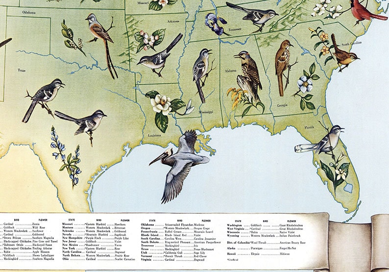 Bird Map of North America Download - Birds Wall Map, Vintage Map of ...