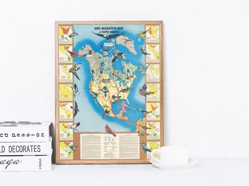 Bird Map of North America Download - Birds Wall Map, Vintage Map of ...
