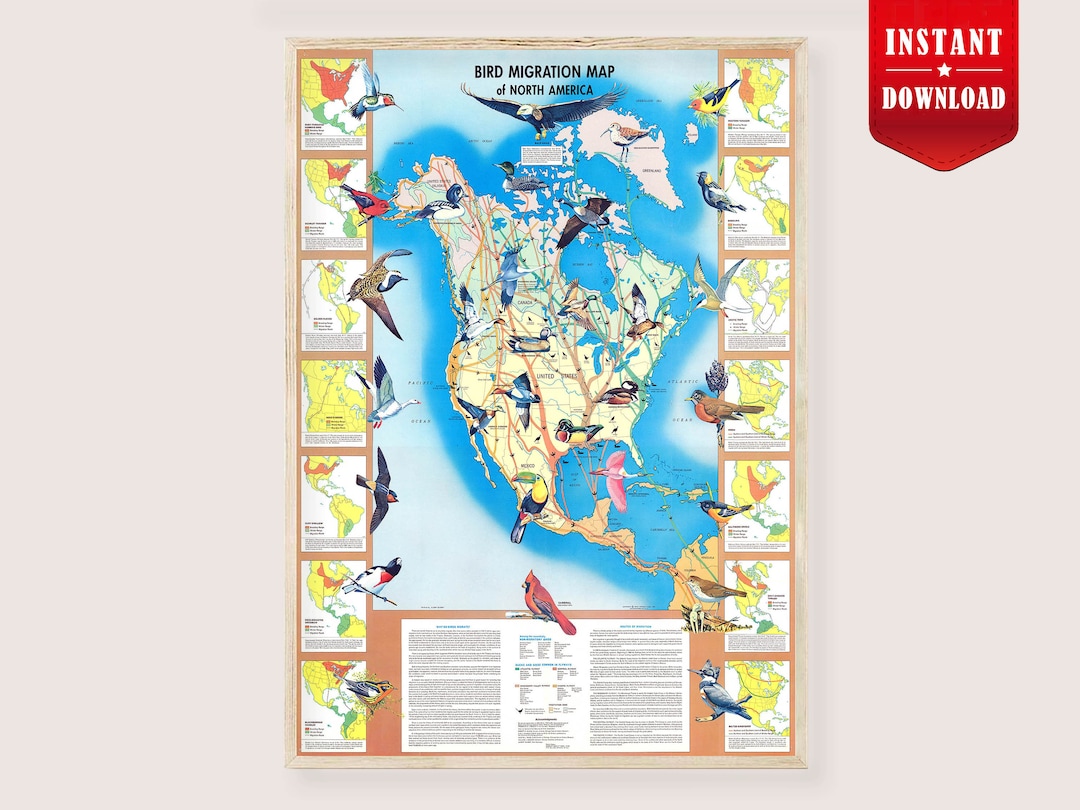 Bird Map of North America Download - Birds Wall Map, Vintage Map of ...