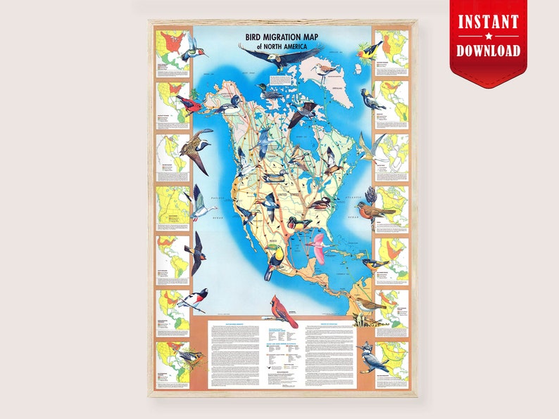 Bird Map of North America Download - Birds Wall Map, Vintage Map of ...