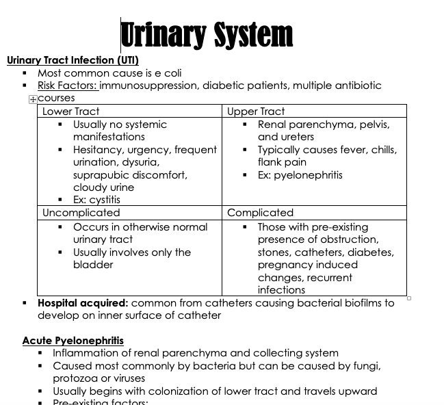 Urinary Disorders Notes/renal System Notes/kidney Nursing - Etsy