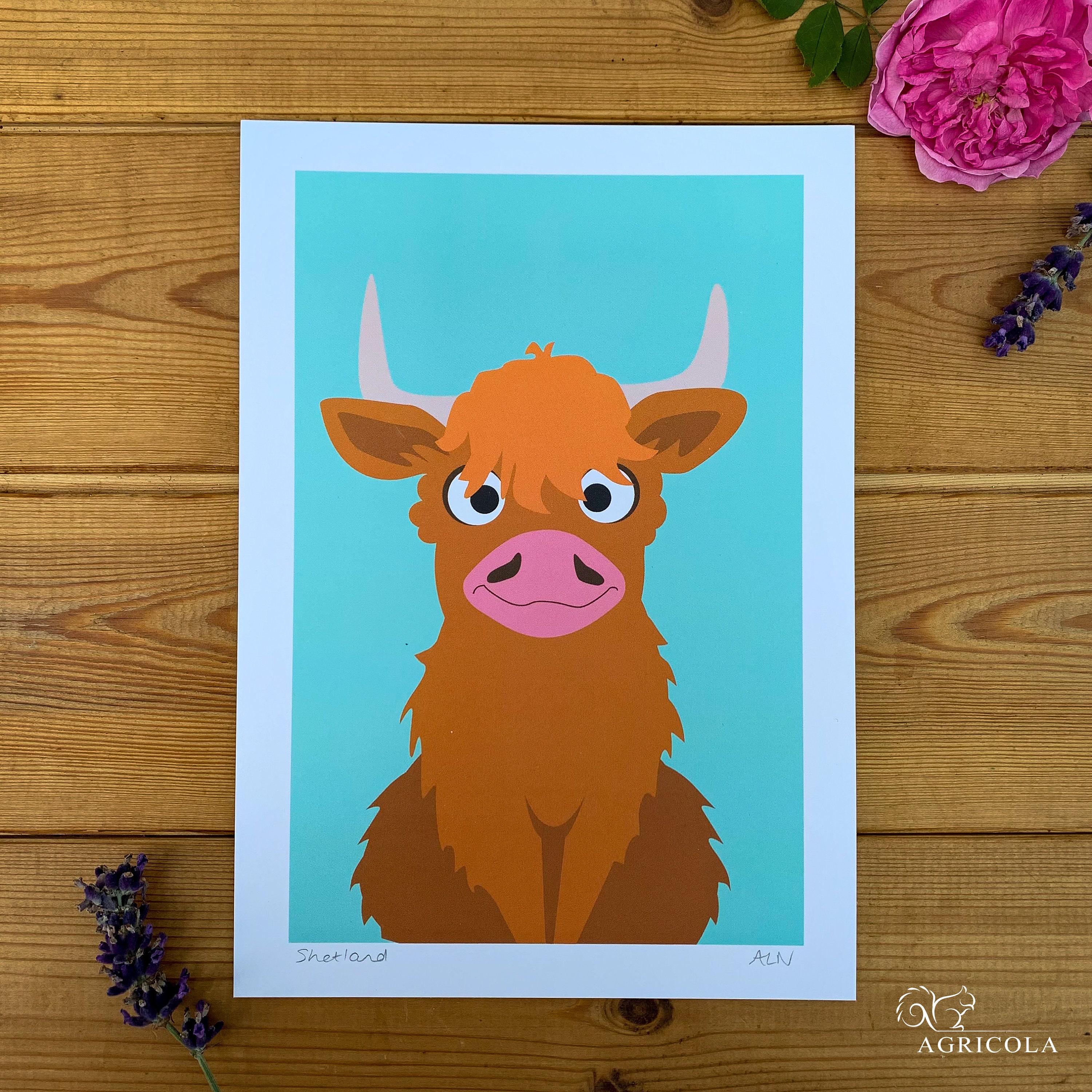 Rare Breed Shetland Cow A5 Fine Art Print - Etsy