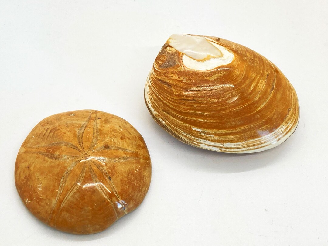 Fossilized Clam Shell & Sand Dollar Pair: Natural Crystal Healing - Etsy