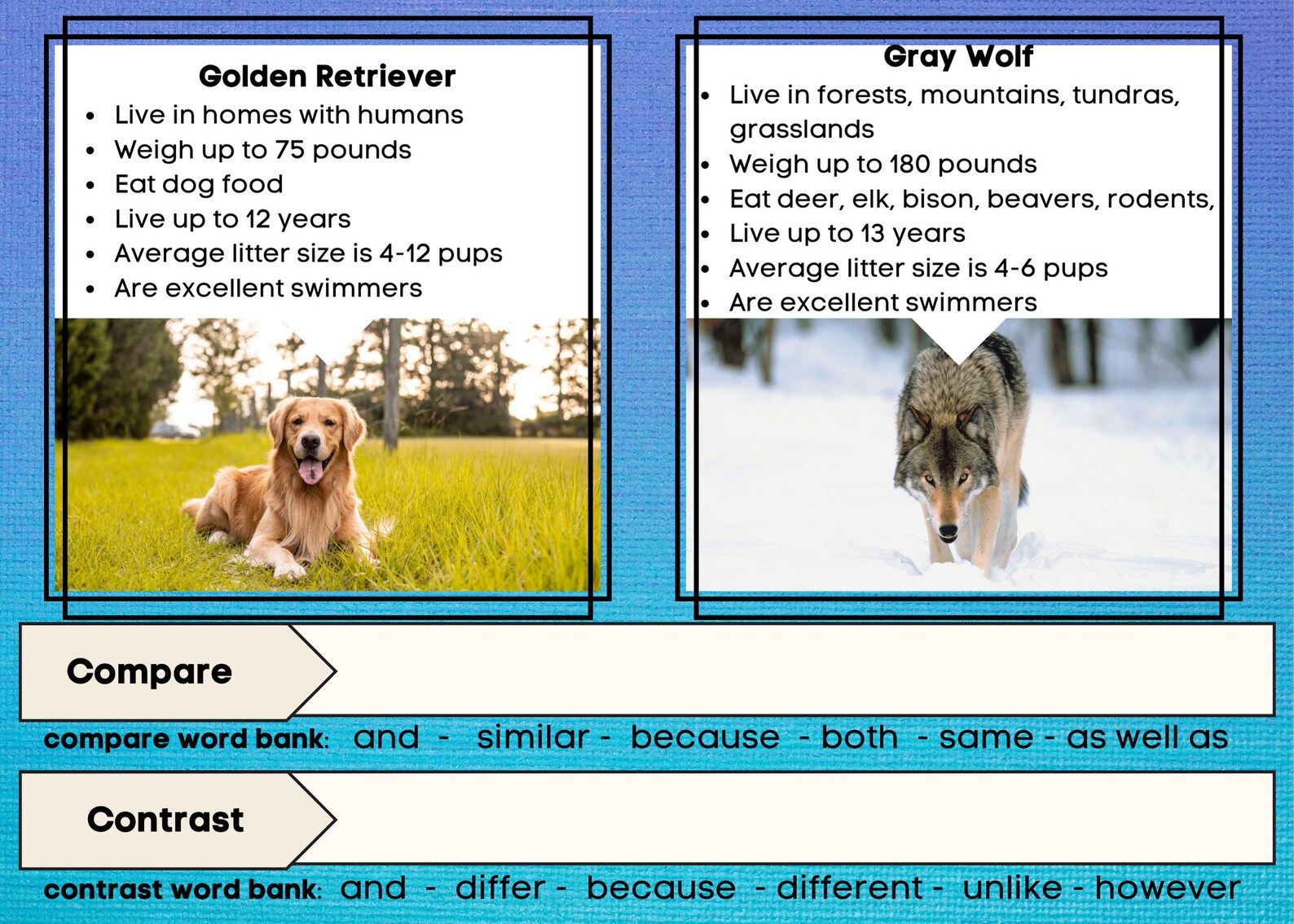 Compare and Contrast Animals Sentence Writing Boom Cards - Etsy