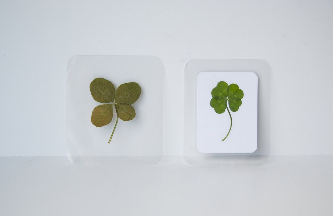 Real Genuine Four Leaf Clover - Laminate - Preserved - Pressed Flower ...