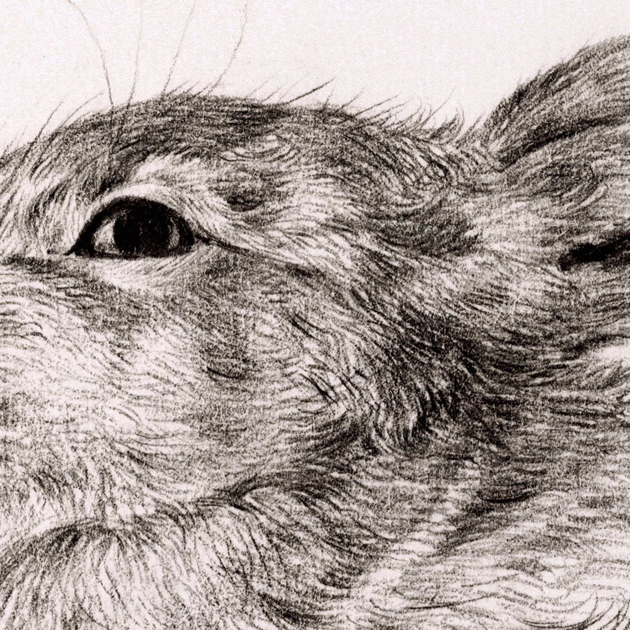 Vintage Rabbit Sketch Bunny Rabbit Drawing Antique Rabbit Print Bunny ...