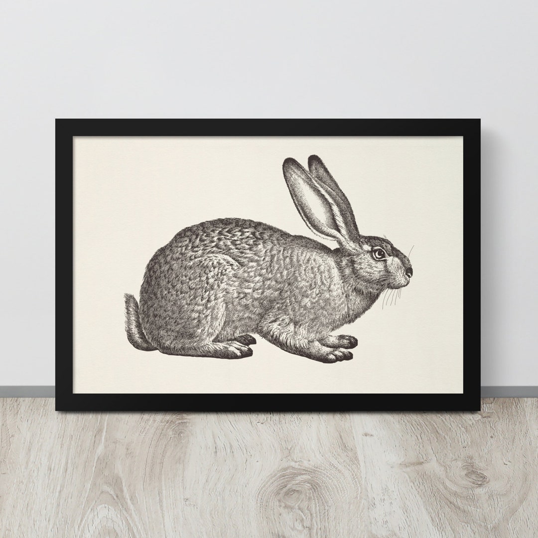 Vintage Rabbit Sketch | Bunny Rabbit Drawing | Antique Rabbit Print ...