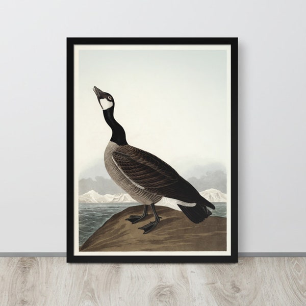 Canada Geese Print - Etsy