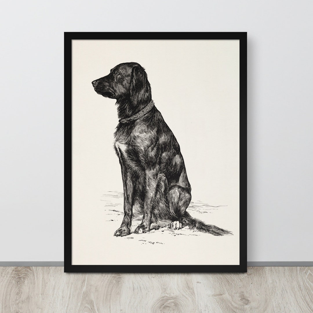 Vintage Dog Print | Black Labrador Drawing | Black Lab Sketch | Antique ...