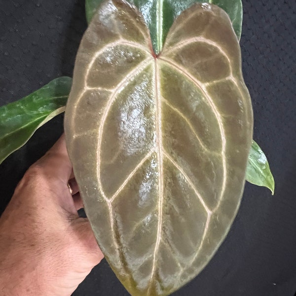 Anthurium Forgetii - Etsy
