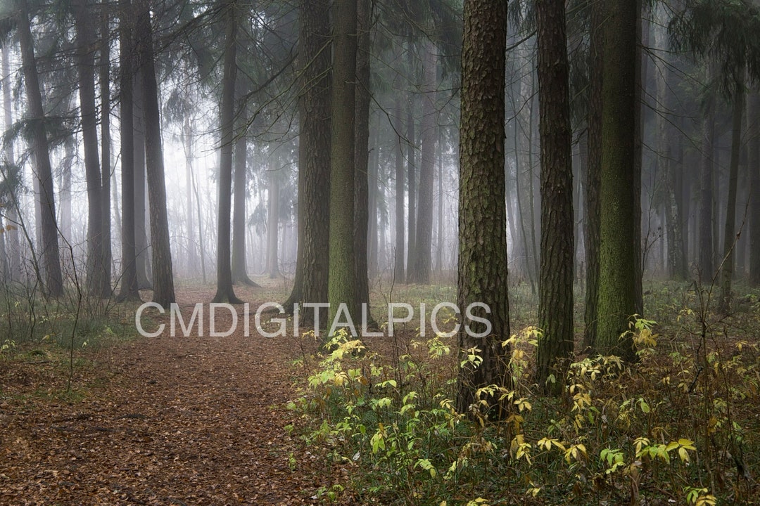 Trees Fog Outdoor Digital Backdrop Background Jpeg Image Ready - Etsy