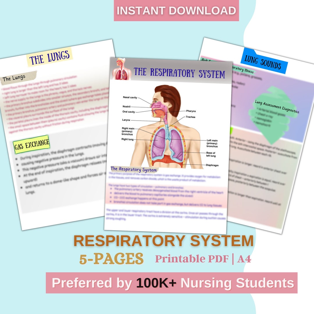 Respiratory System Nursing Student Notes Anatomy and - Etsy