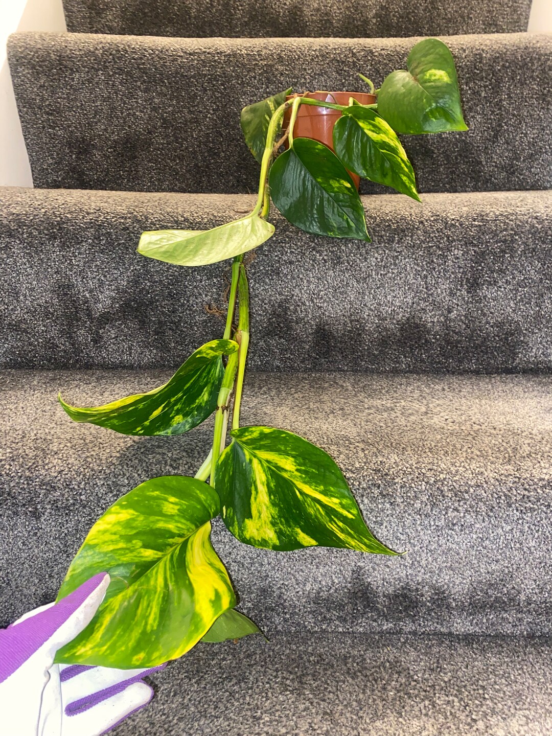 Varigated Devils Ivy: Golden Pothos - Etsy UK