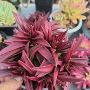 7'' Crassula Fusca Rare Imported Succulent - Etsy