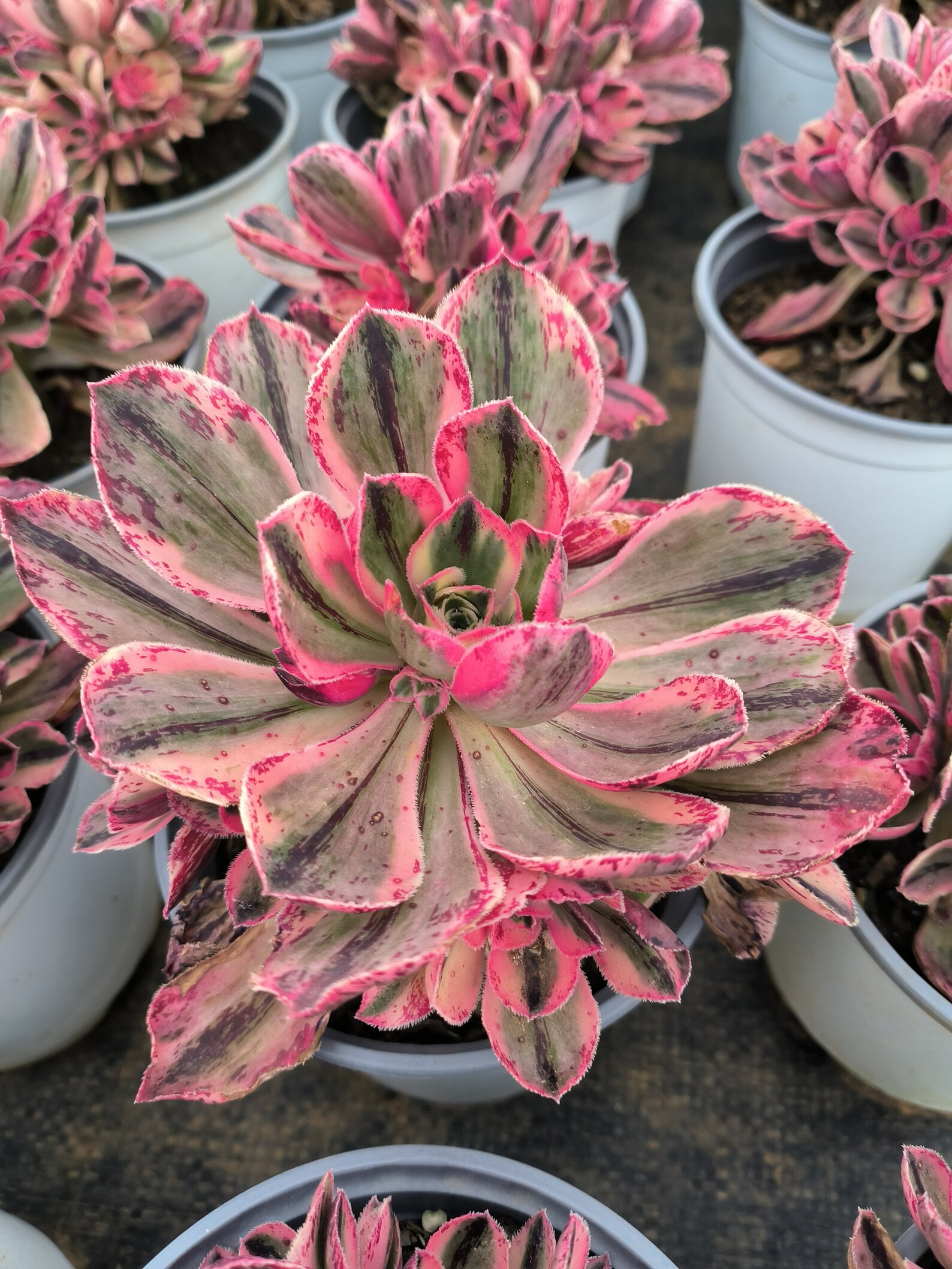 7''aeonium Arboreum 'flower Porcelain' - Etsy