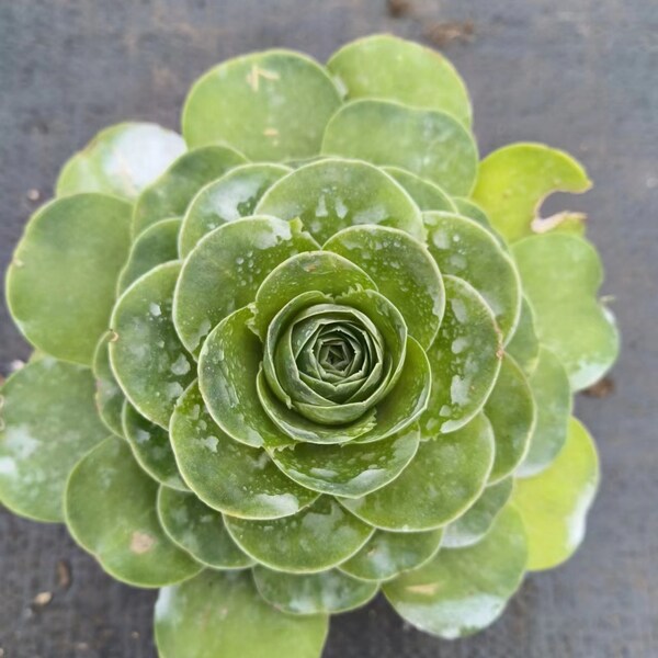 Mountain Rose Succulent - Etsy